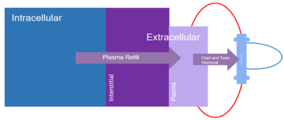 Protein Status and Fluid Dynamics in Dialysis – Patient Care America